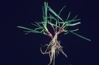 Le ray-grass anglais